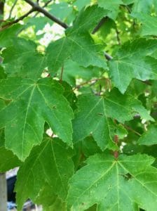 Choosing A New Tree For The Front Yard • Project Allen Designs