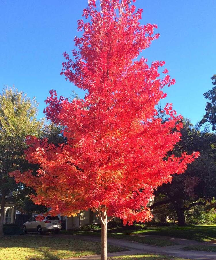 how to choose a new tree for the front yard-october glory maple tree ...